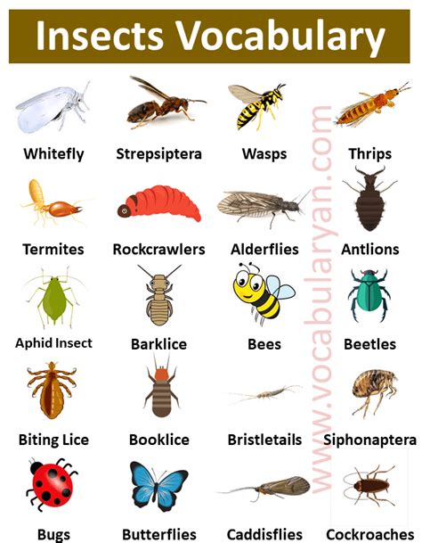 Insects And Bugs Names