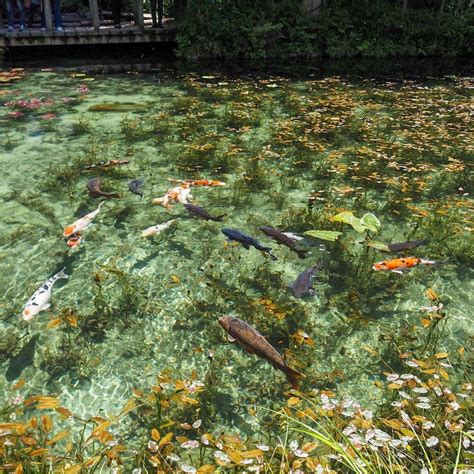 モネの池（水景色・鯉）岐阜県関市の観光・撮影スポットの名所 東海カメラマップ