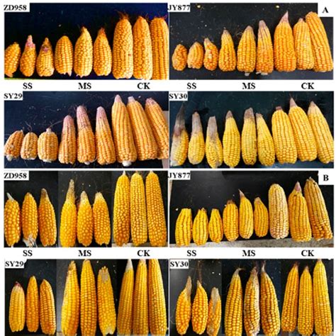 Plant Dry Matter Accumulation Of Four Maize Hybrids Under Post Silking Download Scientific