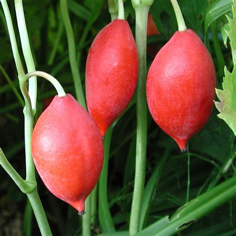 Podophyllum Hexandrum Houtmeyers Plantencentrum En Boomkwekerij Laakdal