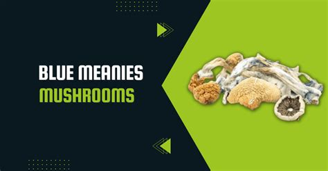 Blue Meanies Mushrooms Details Side Effects And Danger Update