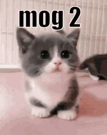 Mog Pfp Mog Profile Pics