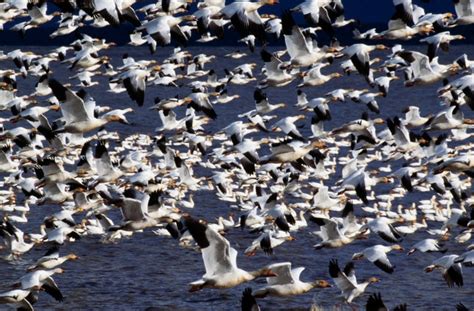 Thousands Of Snow Geese Thought Dead After Landing On Toxic Mining Pit
