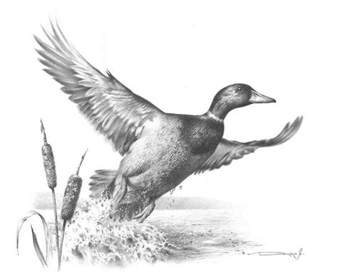 A Drawing Of A Duck Landing On The Water