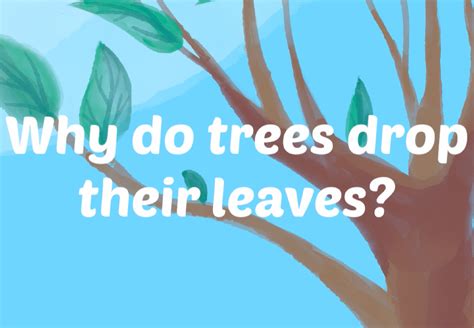 Why Do Some Trees Drop Their Leaves Stemeez