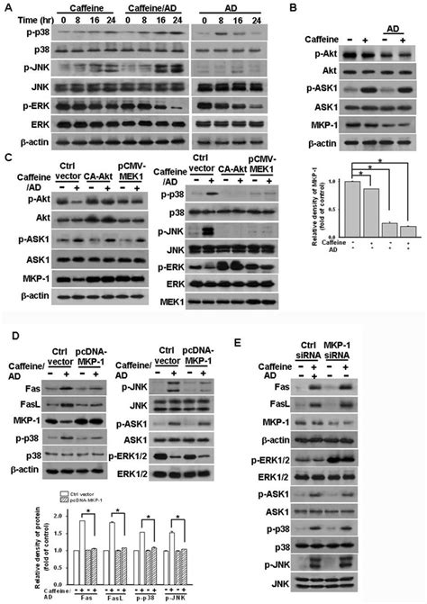 A Causal Relationship Between Erkakt Inactivation And P38 Mapkjnk