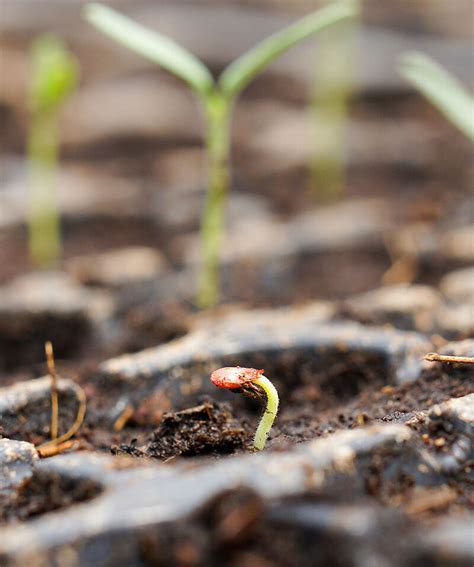 Biological Seed Treatment Koppert India