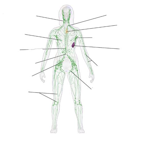 Bms 508 Lab Lymphatic System Diagram Quizlet