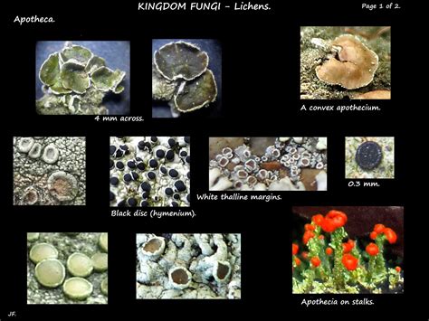 Sexual Reproduction In Lichens Botany Brisbane
