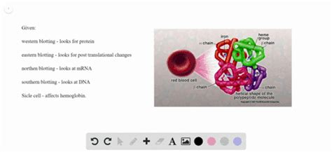 SOLVED In Separating DNA For Genomic Analysis It Is Important To Consider RNA Contaminating The