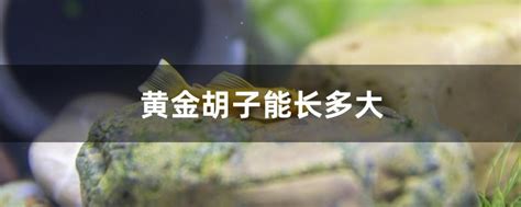 黄金胡子能长多大 鱼百科