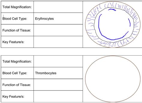 Solved Total Magnification Blood Cell Type Erythrocytes Function Of