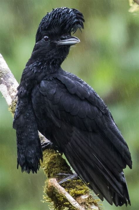 Long Wattled Umbrella Bird Umbrella Birds Long Wattled Umbrellabird Black Bird With Long Legs