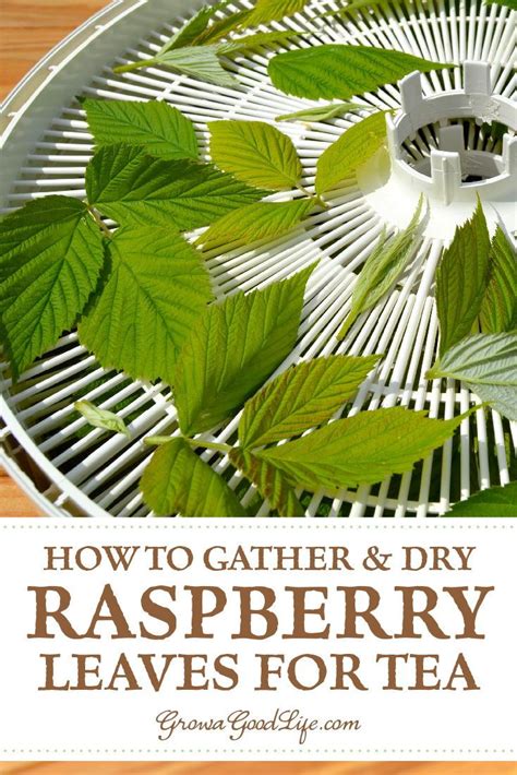 Tea Taste Raspberry Leaf At Ethel Montoya Blog