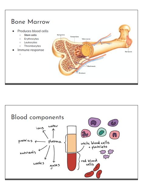 Hematological System Blood Cell Anatomy Functions And Blood Typing