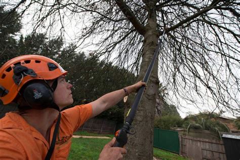 Tree Pruning Melbourne Expert Services Tree Amigos