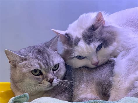 브리티쉬숏헤어페르시안 초선여포 미니먼치킨전문 미니랙돌전문 미니브리티쉬숏헤어전문 미니스코티쉬폴드전문 미니러시안블루전문 미니강아지전문 미니고양이전문 토이비숑프리제분양 토이