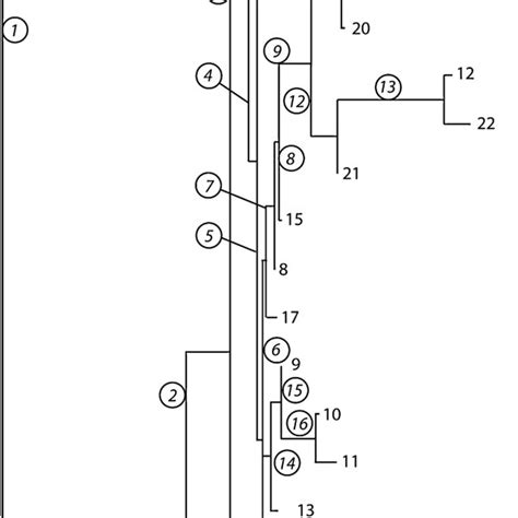 Optimal Phylogram Derived From The Regional Groupings Dataset Tree
