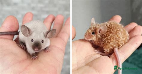 Fancy Mice Wanted Blackpool Pets4Homes