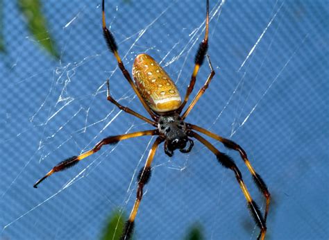 Spider Photos Golden Orb Weaver Spider