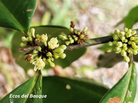 Erythroxylum Macrophyllum Ecos Del Bosque
