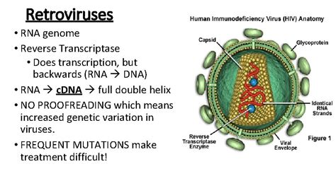 Viral And Bacterial Genetics Ap Bio Unit 7