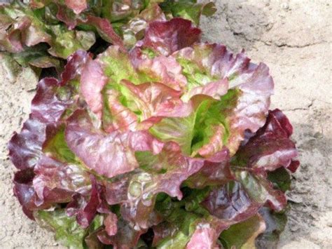 Ruby Red Lettuce Seeds Artofit