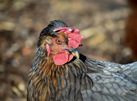 sexlink chickens definition history and popular breeds