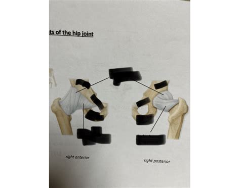 Ligaments Of The Hip Joint Quiz