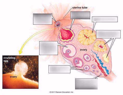 Biologie Afbeelding 3 Diagram Quizlet