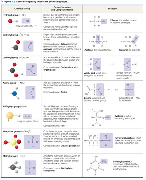 Bio 1 Test 1 Diagram Quizlet