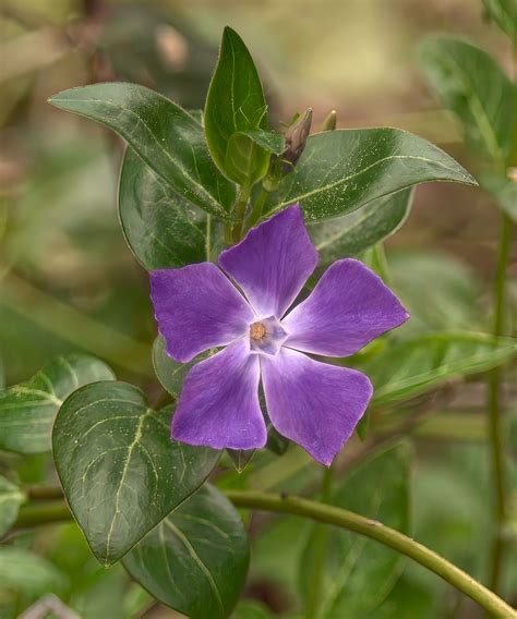 Invasive Ground Cover Plants To Avoid 8 Species Homes And Gardens
