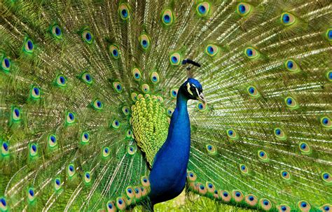 Sexual Selection Definition