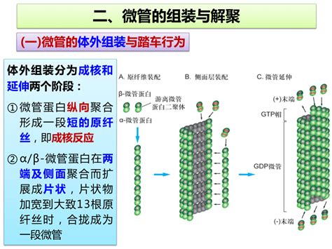 2023年高中生物竞赛课件：细胞骨架之微管和中间丝的结构与功能共59张ppt21世纪教育网 二一教育