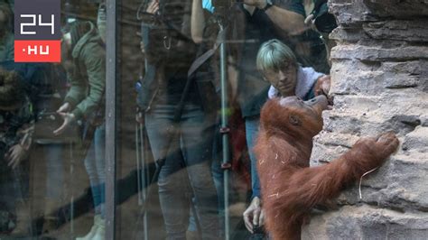 Elszabadultak Az Orangutánok A Frankfurti állatkertben Kimenekítették