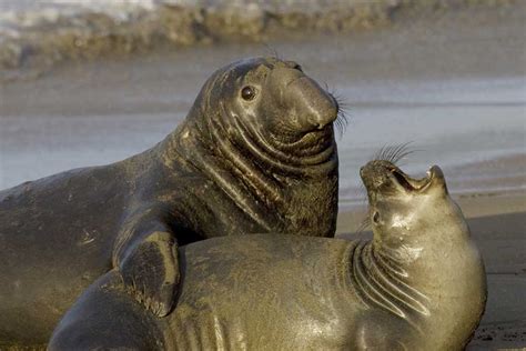 Making Noise During Sex Sex Noises Healthy And Sexy