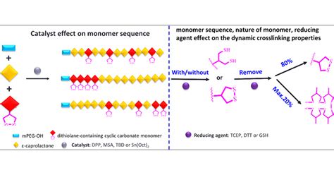 Dithiolane Crosslinked Poly ε Caprolactone Based Micelles Impact Of Monomer Sequence Nature