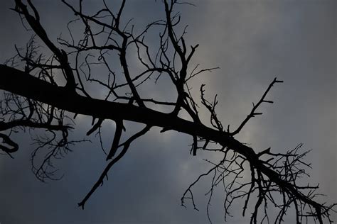 무료 이미지 나무 자연 분기 실루엣 겨울 검정색과 흰색 하늘 어둠 단색화 작은 가지 시원한 이미지 보 토바 아라 흑백 사진 대기 현상 우디 식물