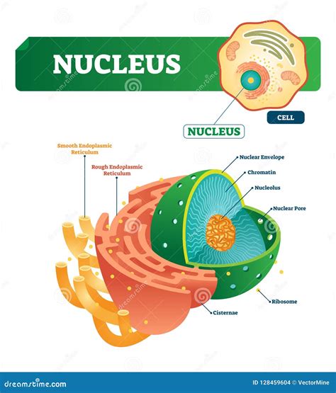 Nucleolus Biomolecules Structure At John Stuart Blog