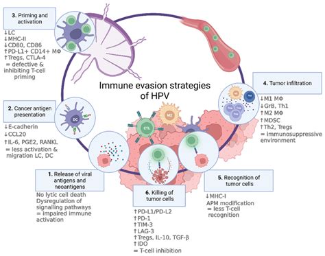 This Figure Shows An Adapted Version Of The Cancer Immunity Cycle To