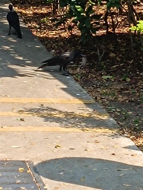 Some Pictures Of A Bird With A Dead Rat R Nottest Subreddit