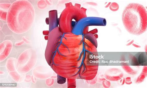 심장 해부학을 가진 인간 순환 심장 혈관 시스템 3차원 형태에 대한 스톡 사진 및 기타 이미지 3차원 형태 건강관리와 의술 과로 Istock