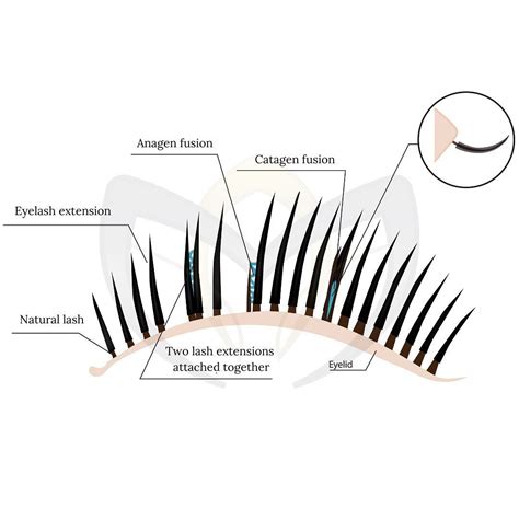 Lash Extension Diagram Atelier Yuwa Ciao Jp