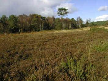 What Is Heathland