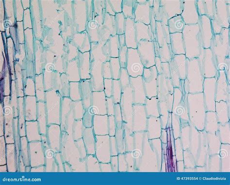 Corn Stem Micrograph Stock Photo Image Of Light Plant 47393554