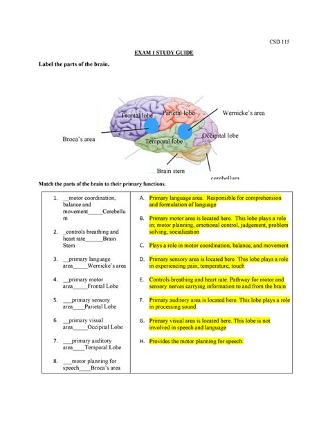 CSD Exam Study Guide CSD EXAM STUDY GUIDE Label The Parts Of The Brain Match The