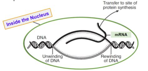 Biology DNA Vs RNA Flashcards Quizlet
