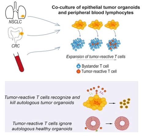 Example Of An Organoid Culture System Developed At Clevers Lab In