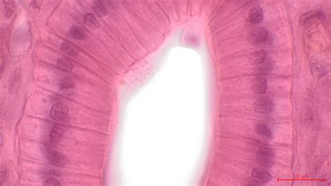 Epithelial Tissue Tutorial Sophia Learning