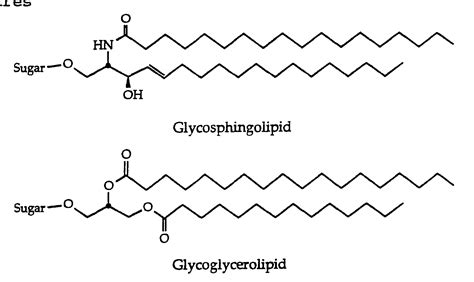 Glycosphingolipids Asialogangliosides Sphingoglycolipids